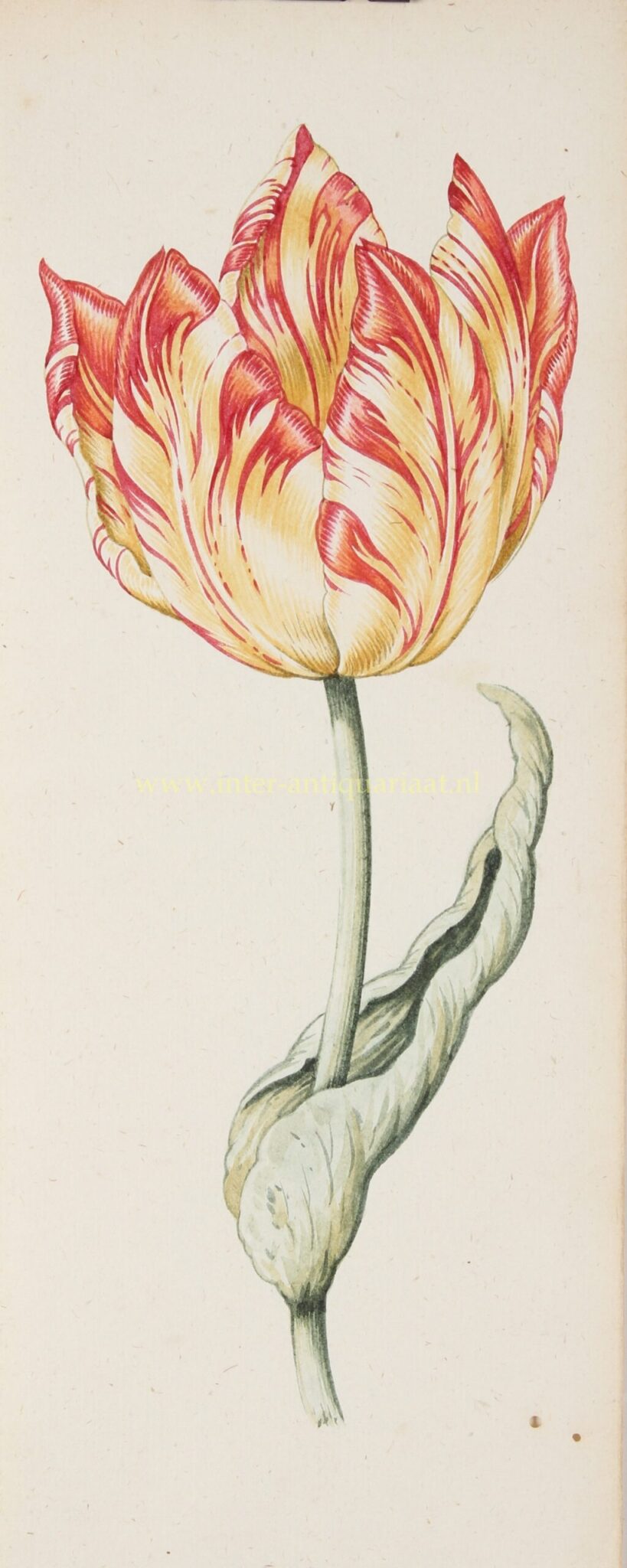 broken tulip original drawing watercolour gouache 18th century