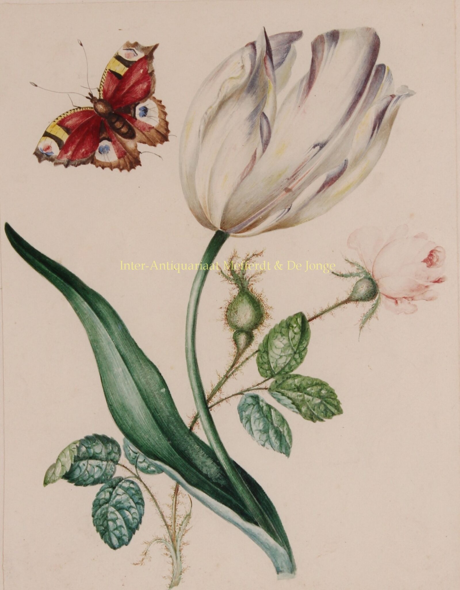 tulp roos vlinder originele aquarel 19e-eeuw Engels porselein ontwerp