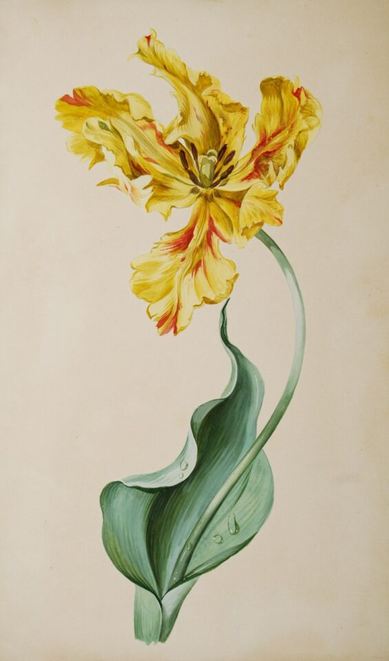 originele tekening aquarel gouache 19e-eeuw tulp