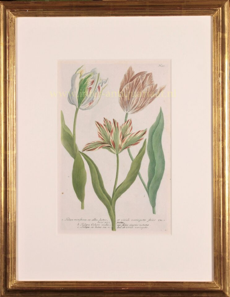 antieke tulp prent originele ets 18e-eeuw mezzotint Weinmann bloemen