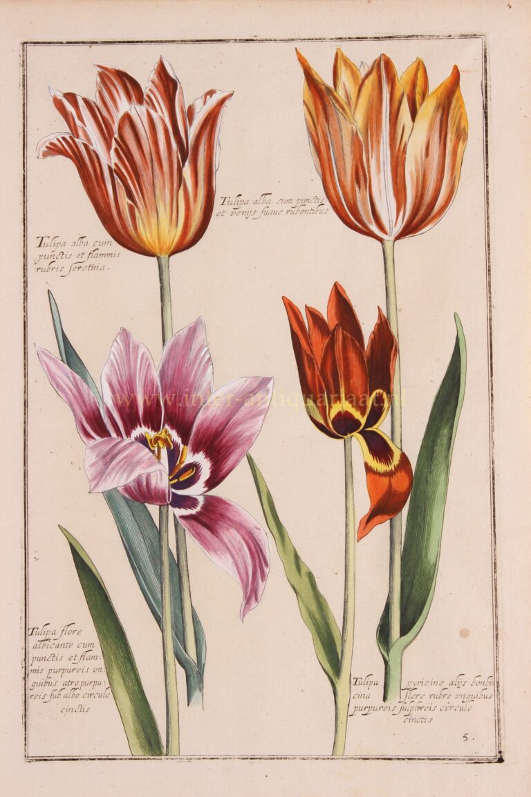 oude botanische prent tulp tulpen 17e eeuw originele gravure